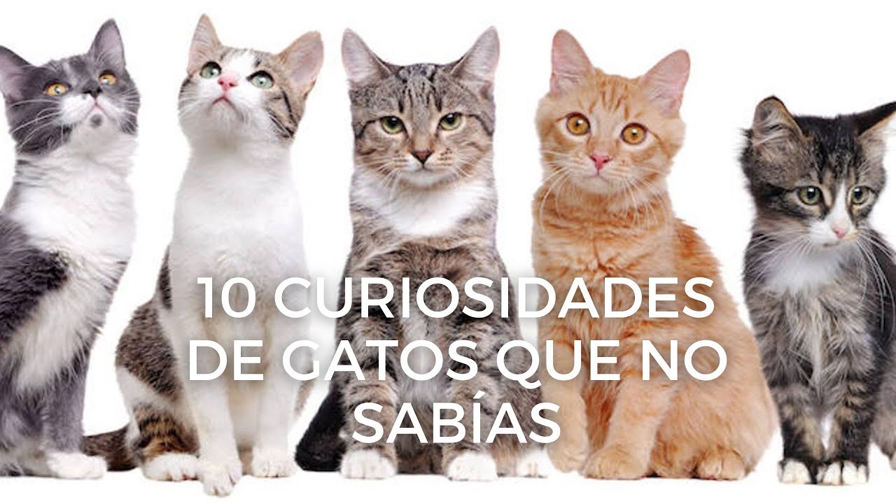 Los GATOS y sus MISTERIOS ¿Sabías estas CURIOSIDADES? - YouTube