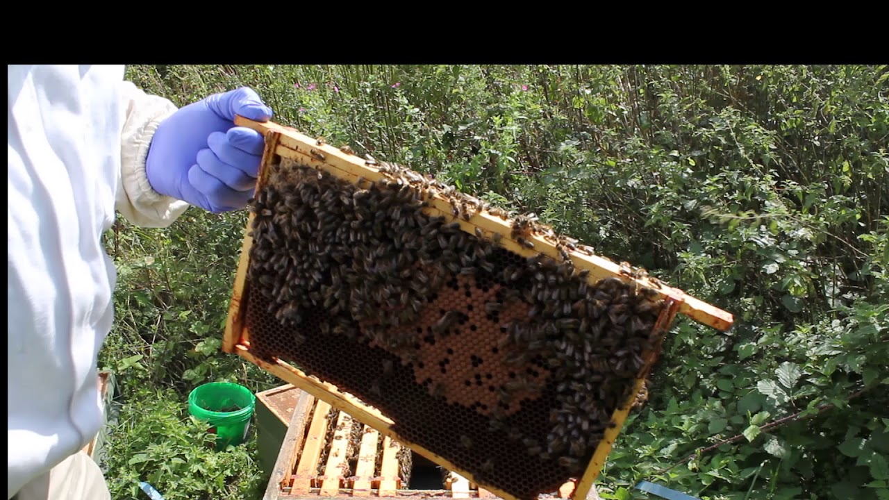 Beekeeping UK Drone frame manipulation and making room to lay - YouTube