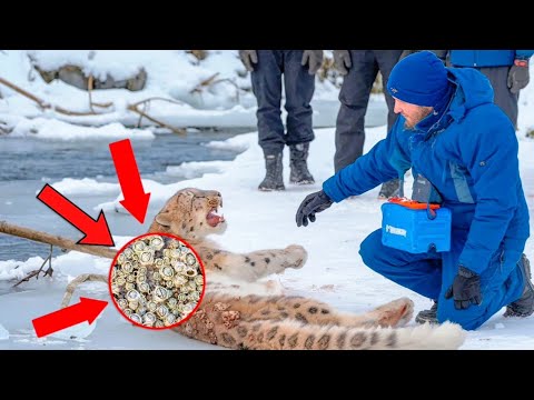 A Poor Snow Leopard Injured By A Million Of Barnacles And It Was ...