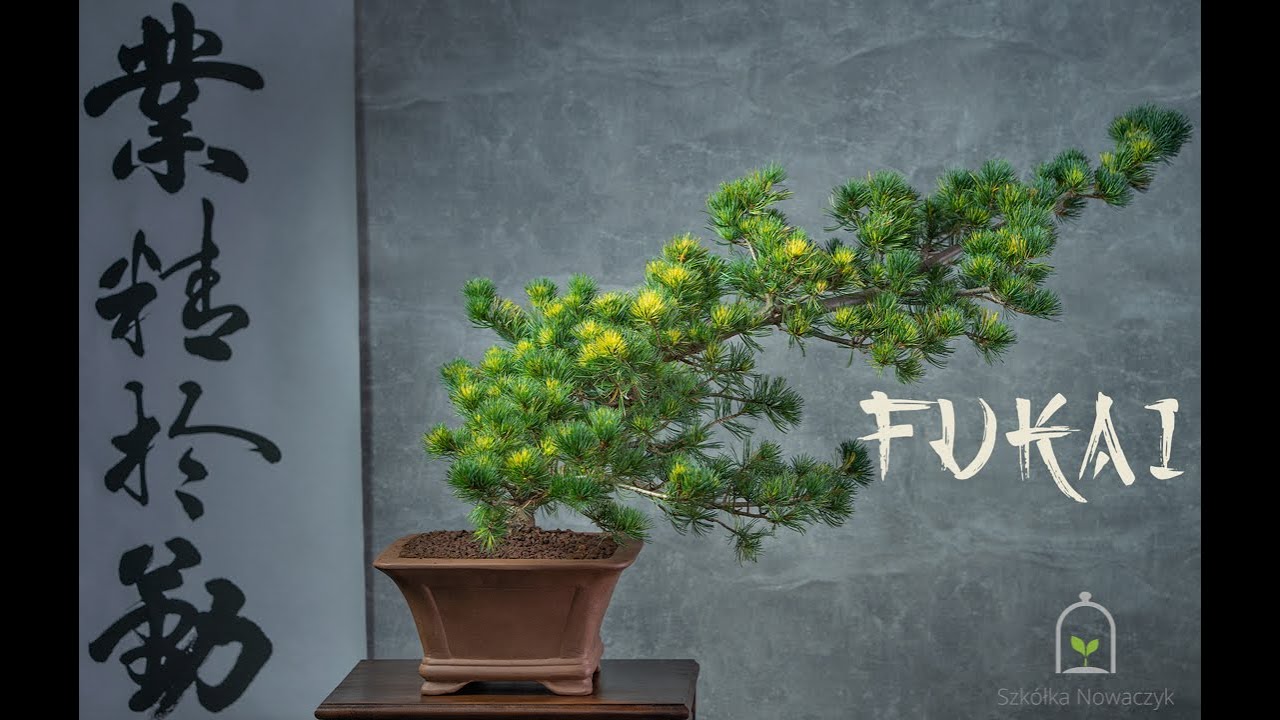 FUKAI - sosna drobnokwiatowa (Pinus parviflora 'Fukai') - opis rośliny ...