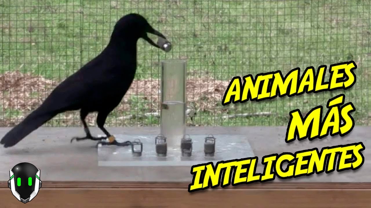 Los 10 Animales Más Inteligentes Del Mundo - YouTube