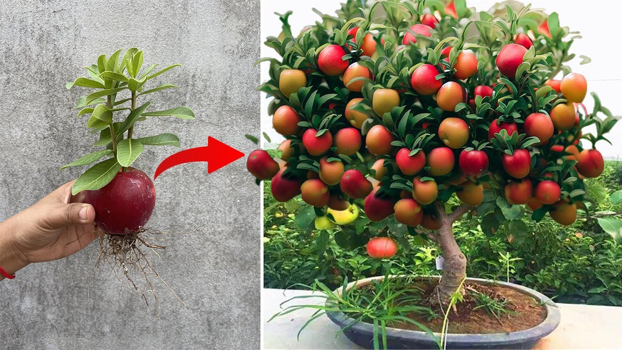 Easy apple growing techniques at home using the most special methods ...