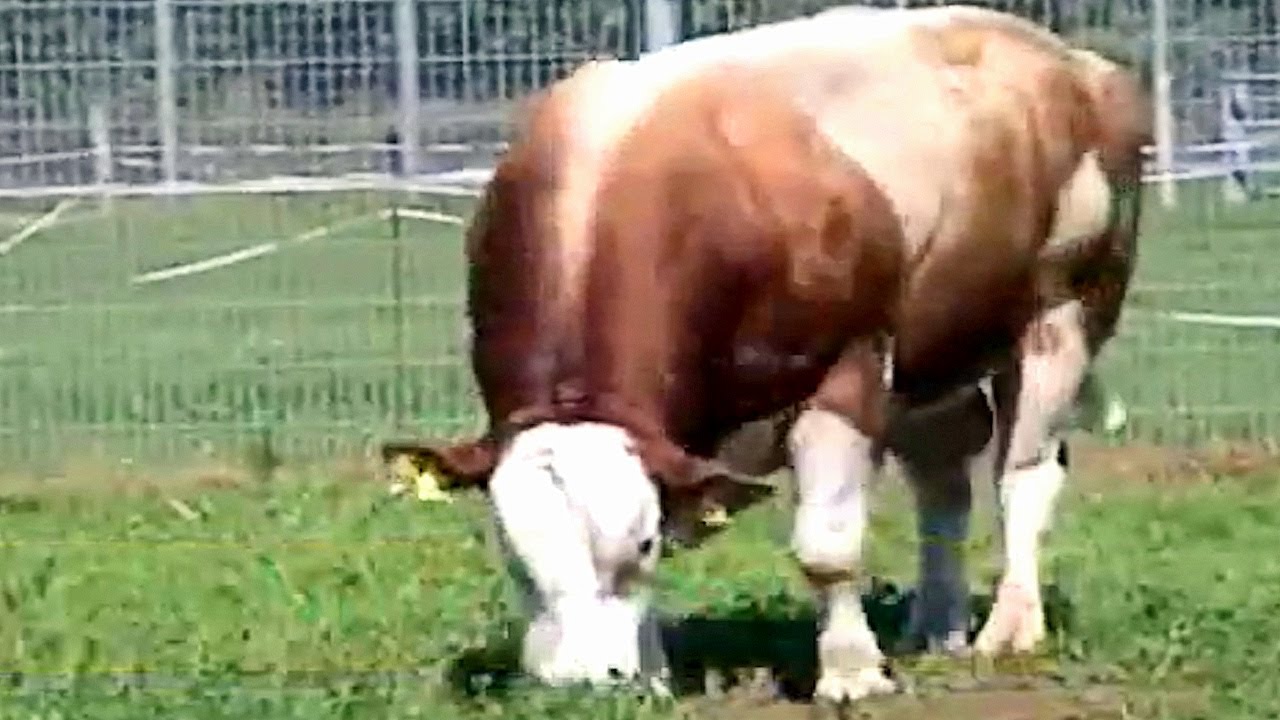 Heavyweight Fleckvieh Bulls - YouTube
