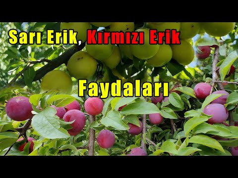 Sarı Erik Faydaları, Kırmızı Erik Faydaları Nelerdir