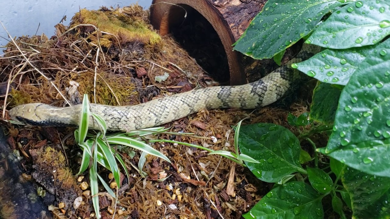 False Water Cobra feeding and care - YouTube