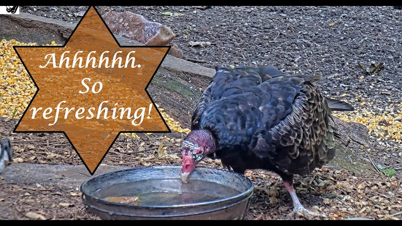 Turkey Vulture Quenching Its Thirst - YouTube