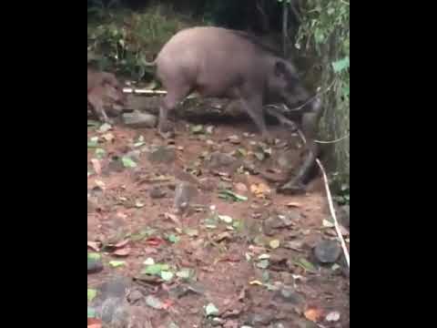Wild boar kills python - YouTube