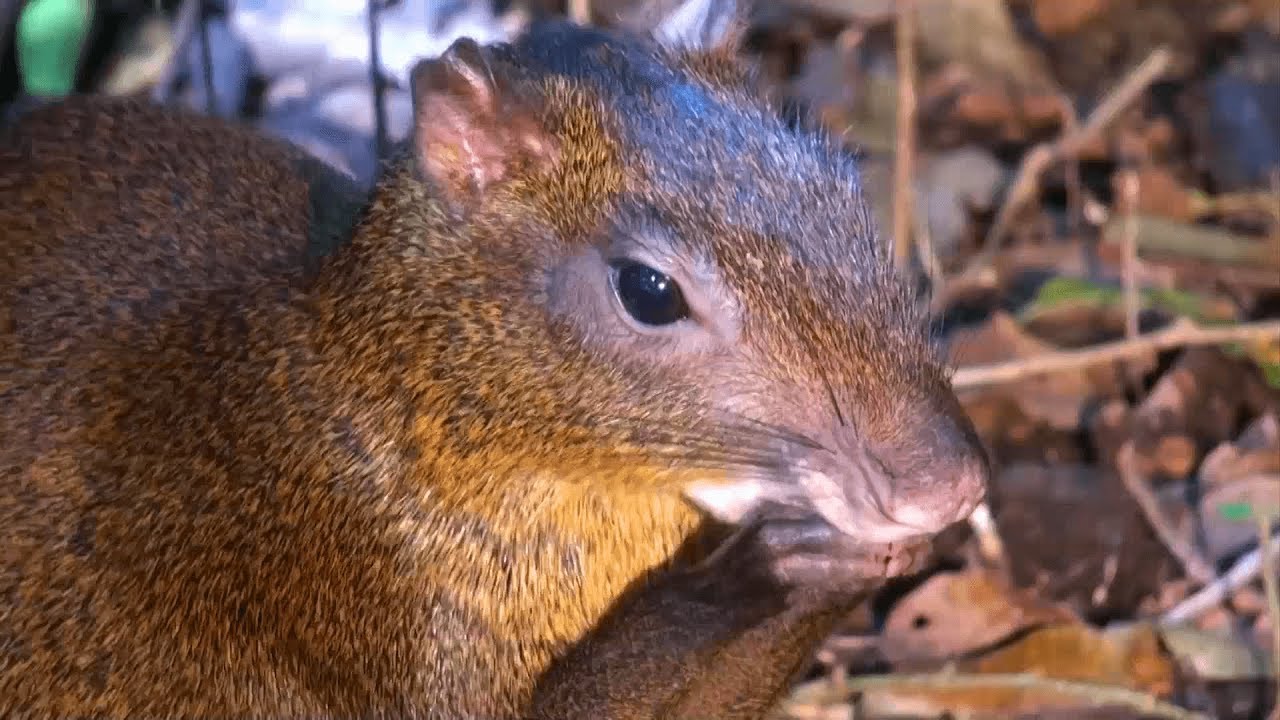 Wildlife World's Exotic Animal Collection - YouTube