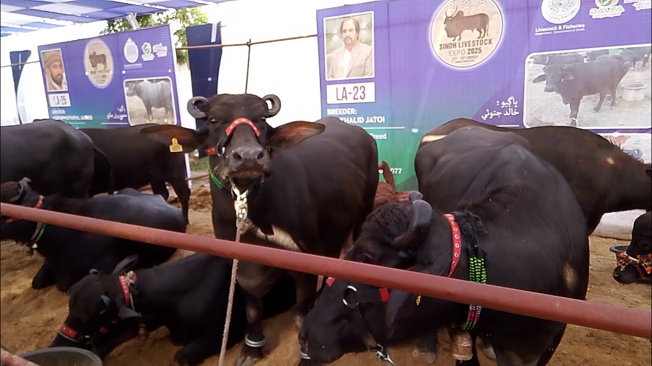 Sindhi buffalo beautiful 😍Avid brother - YouTube