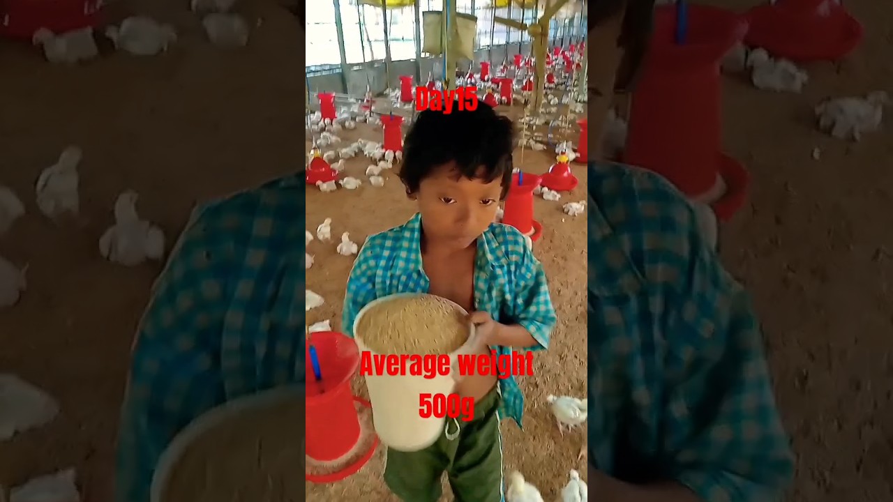 Day 15 average weight 500g - YouTube