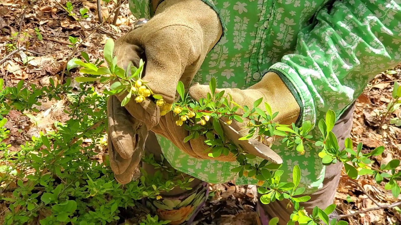 Weed of the Week: Barberry 5/6/20 - YouTube