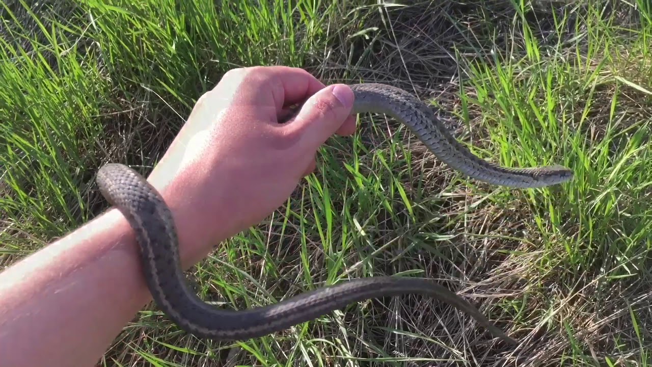 Whisper 187- Wildlife video! Snakes, beavers, etc - YouTube