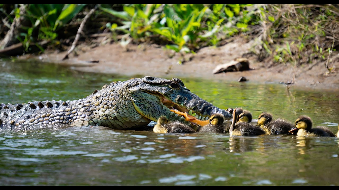Crocodile Eating baby ducks! #gatorland #crocodile #crocodiles - YouTube
