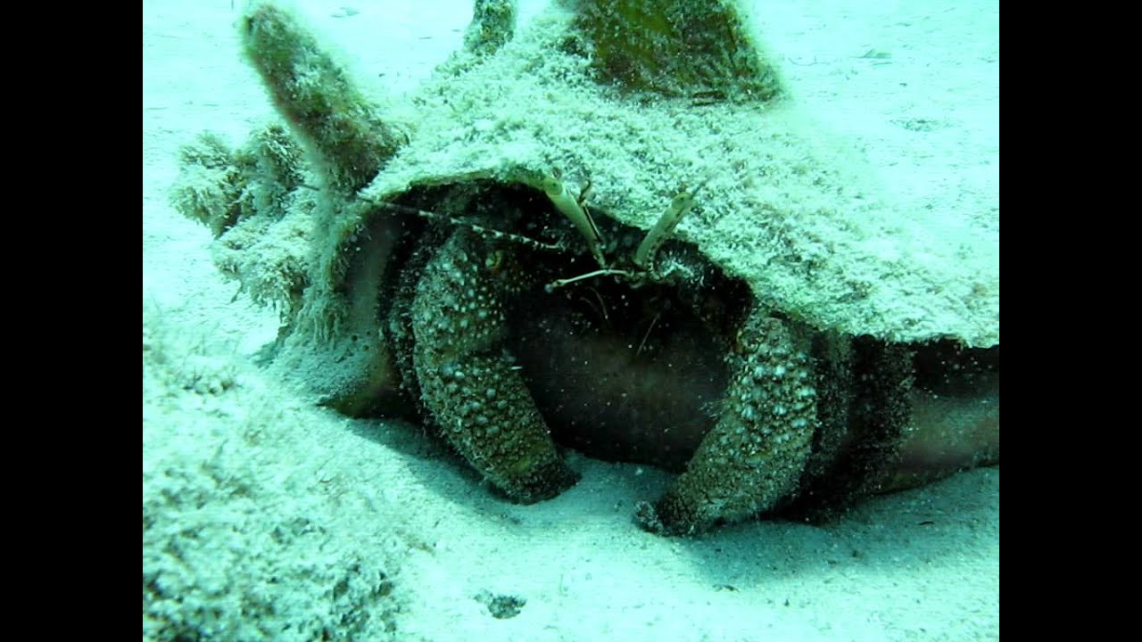 Crab in Conch Shell, Stingraysted, North Shore, St. Croix, USVI - YouTube