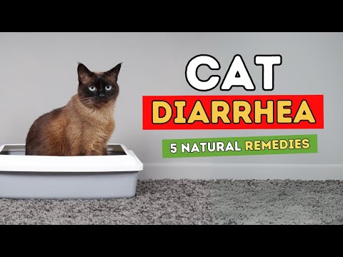 What To Do For A Cat With Explosive Diarrhea