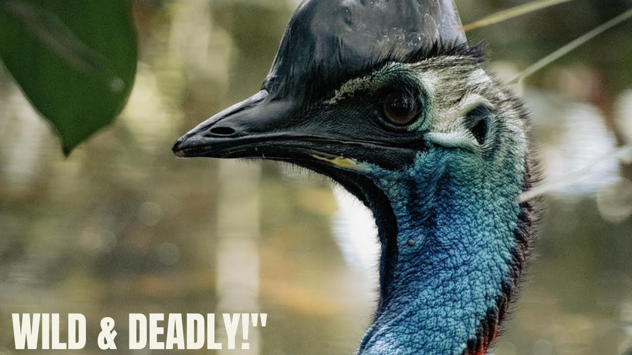 Top 10 the world's most dangerous birds explore world YouTube channel ...
