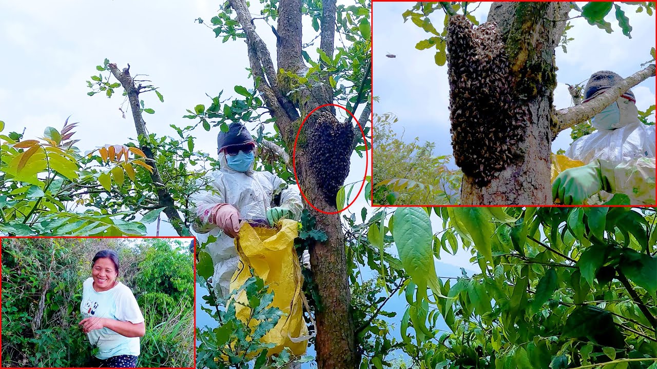 we are collecting bees for honey from a tree || village local bees in ...