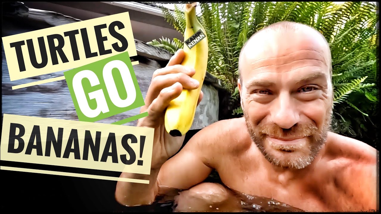 Feeding a MONSTER Alligator Snapping Turtle & Giant Amazon River Turtle ...