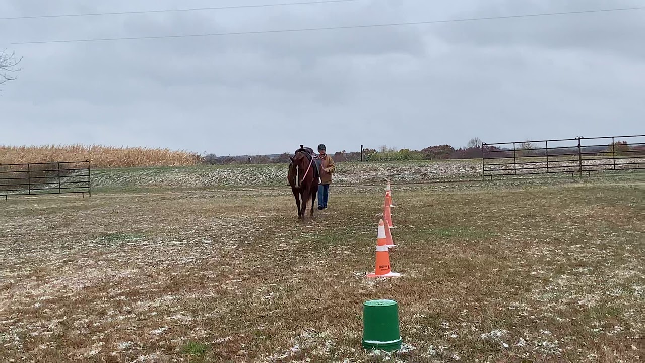 Trinity Long Reining Test 3 - YouTube