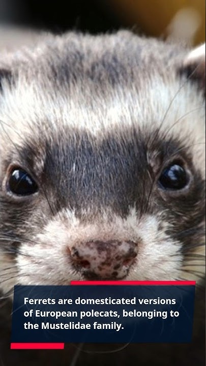 Fascinating facts about Ferrets. #ferrets #animallover #dogs #cats ...