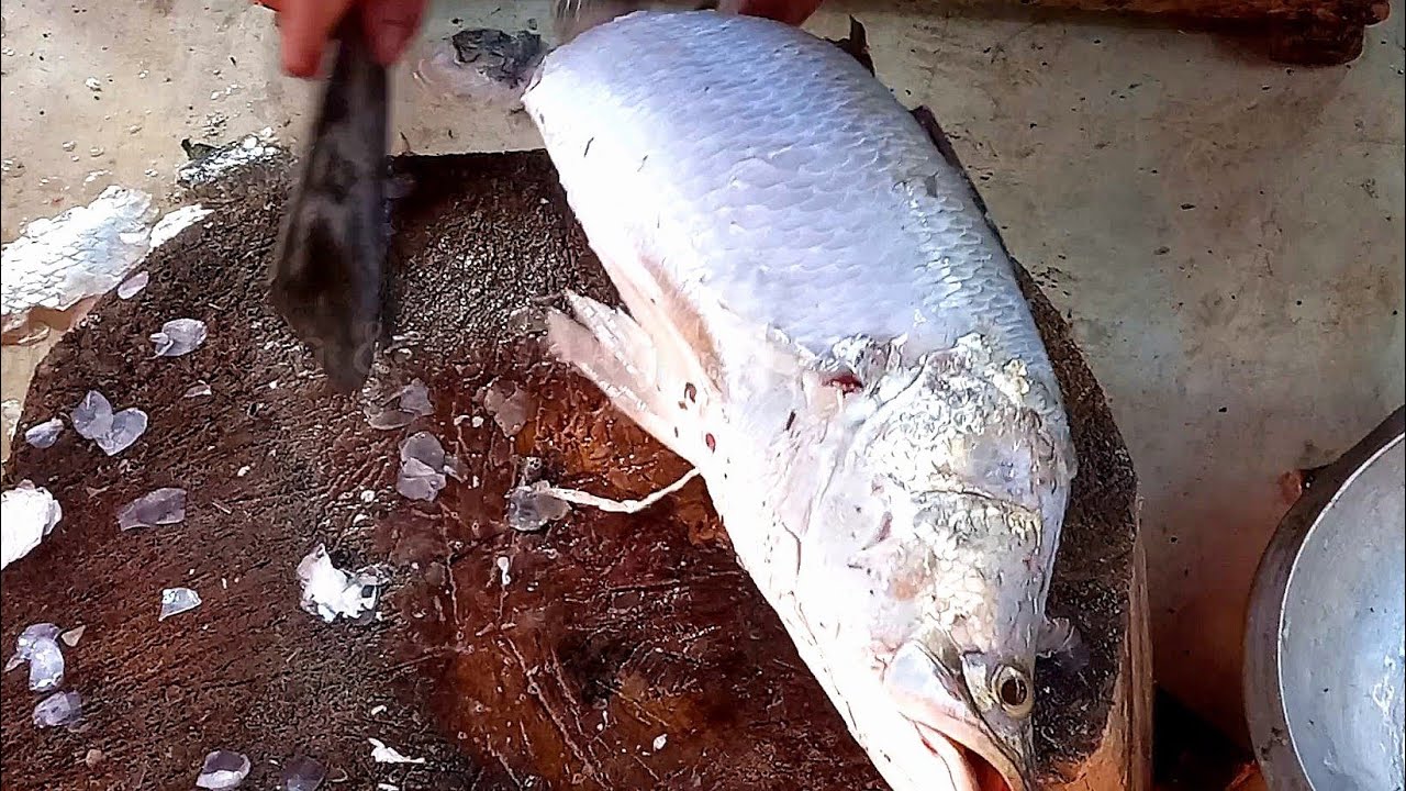 Amazing Giant Bhetki Fish |Cutting Skills | Expensive Live Bhetki Fish ...