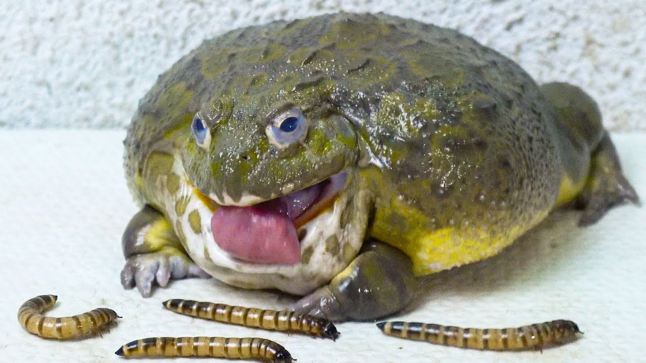 African Bullfrog Eats A Lot Of Superworm! Warning live feeding - YouTube
