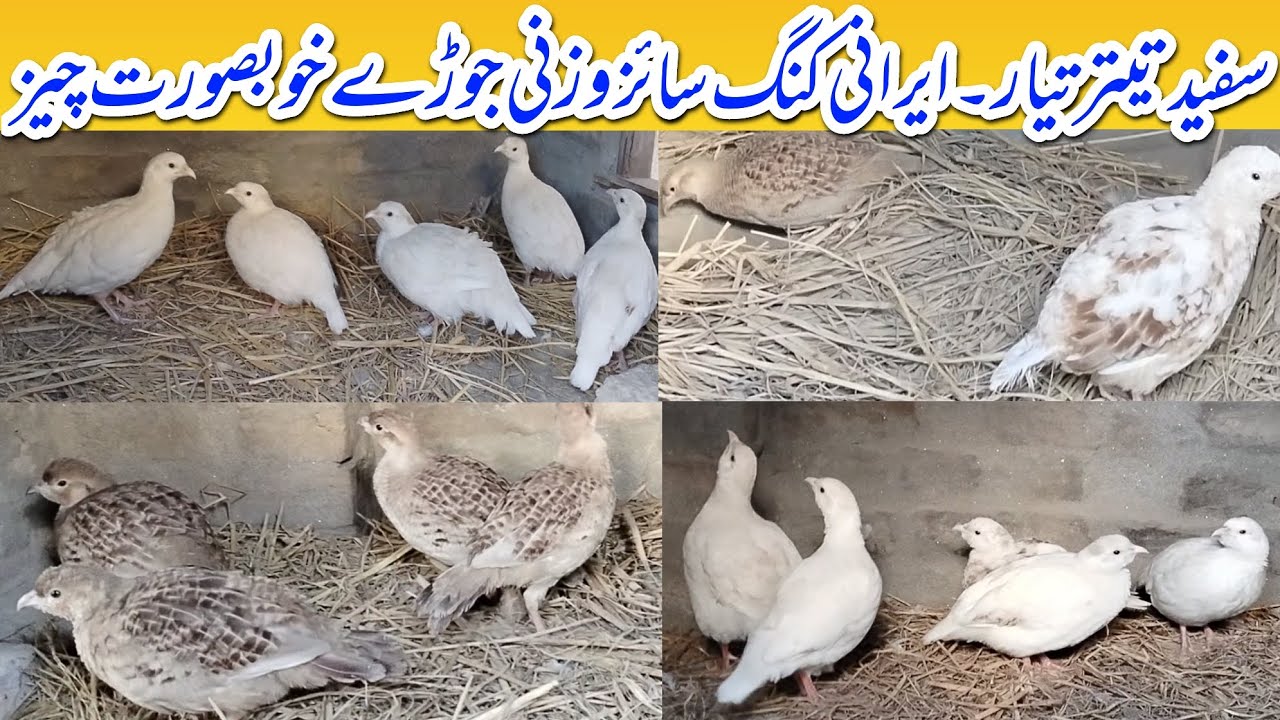 Teetar Farming In Pakistan || White Teetar Setup || White Teetar Farm ...