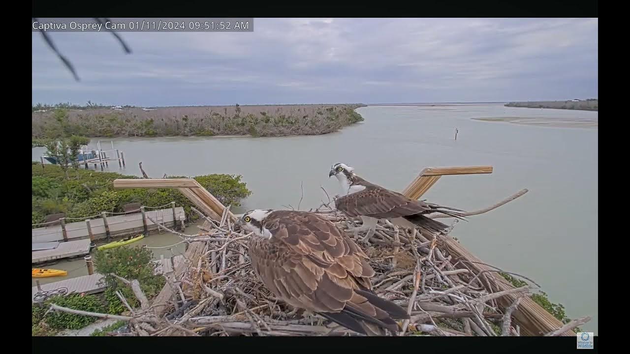 Captiva Osprey Cam ~ Ruby & Jack and the intruder - YouTube