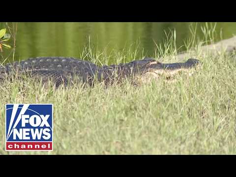 This is UNHEARD of: Crocodile expert on increased gator attacks