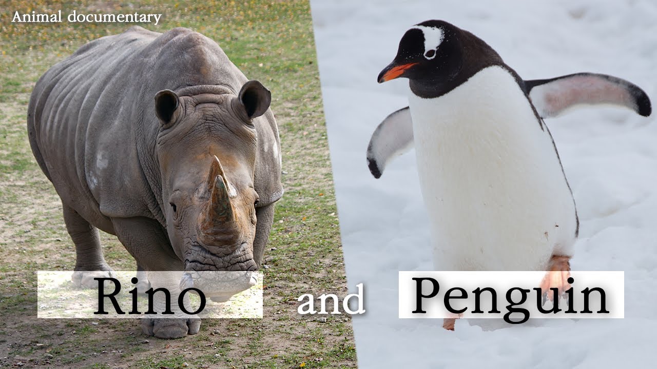 Rino, Penguin [Animal Documentary] - YouTube
