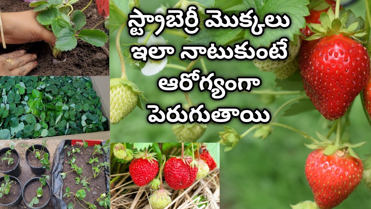 How to grow strawberry plants | how to plant strawberry sapling | How ...