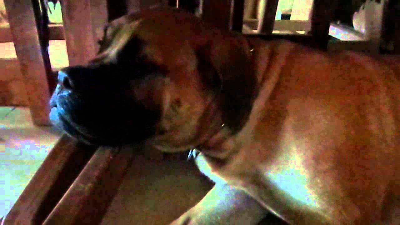R.E.M.O The BullMastiff Angry...?? - YouTube