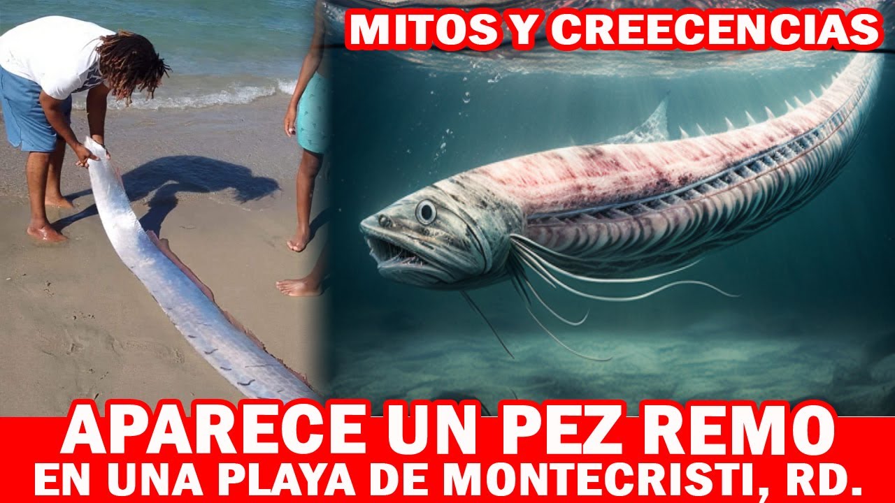 Aparece Un Pez Remo En Una Playa De Republica Dominicana - YouTube