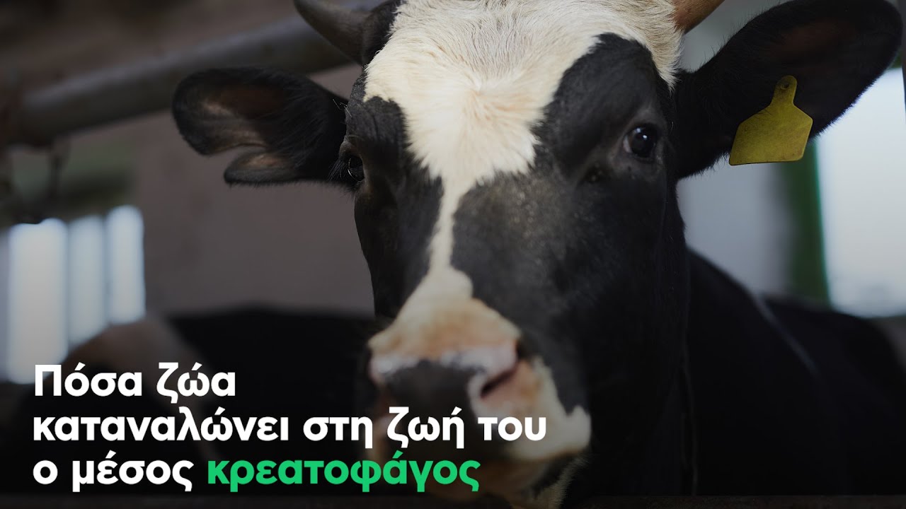 Πόσα ζώα καταναλώνει στη ζωή του ο μέσος κρεατοφάγος - YouTube