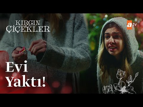 Defne hırsının kurbanı oldu, evini yaktı! - Kırgın Çiçekler 61. Bölüm