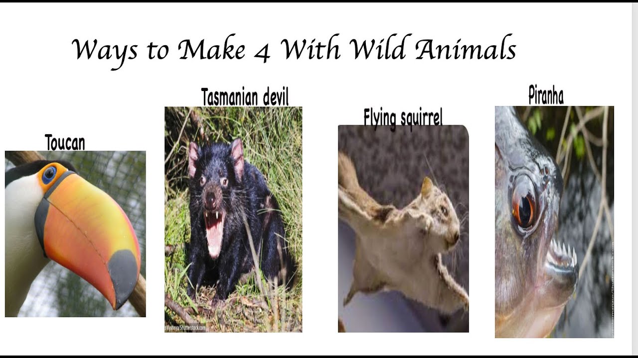 Fun With Numbers By Adding Ways To Make 4 With Wild Animals 3A 4 Sets Fun With Numbers By Adding Ways To Make 4 With Wild Animals 3A 4 Sets