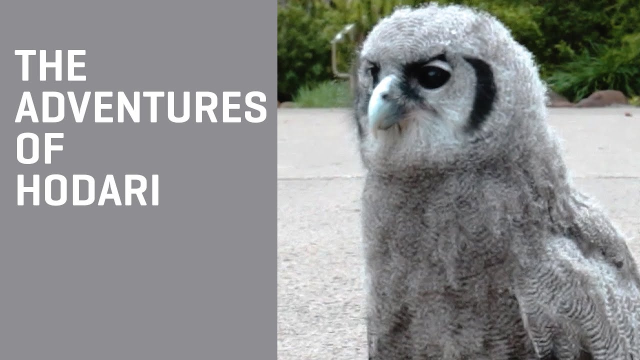 The Adventures of Hodari - YouTube