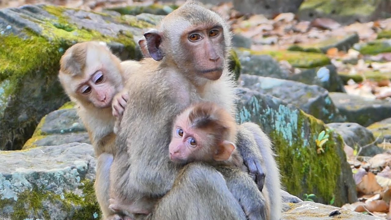 How adorable Brady lets the little stray monkey cuddle him to keep him warm and secure. - YouTube