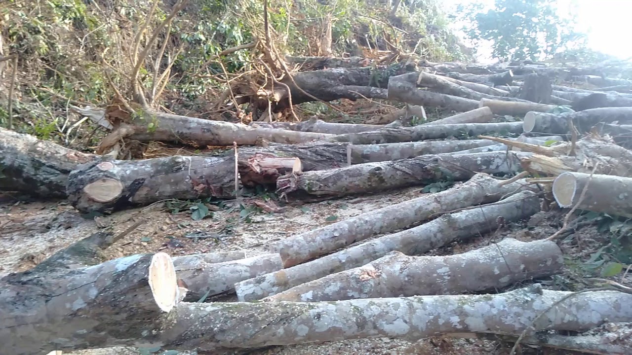 Potong kayu getah - YouTube