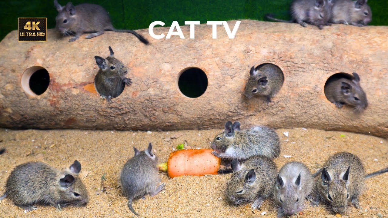 Cat TV 🐾 Mice Hide and Seek Entertainment for Cats to watch | 4K UHD ...