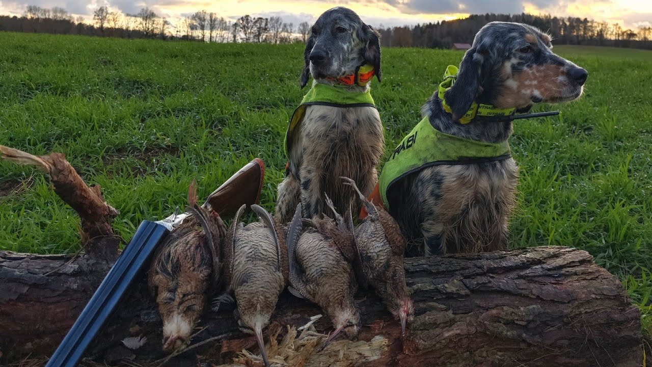 Caccia alla beccaccia | Ultimo giorno in Lituania | Club Scandinavia ...