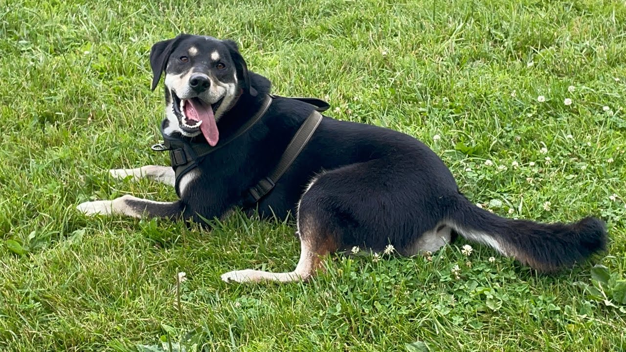HUSKY MIX DOGGO - other dogs can’t catch me - YouTube