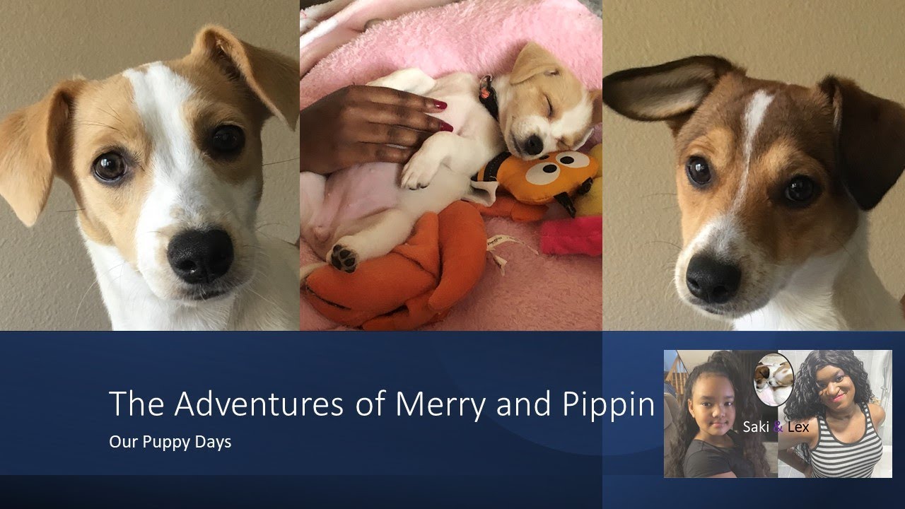 The Adventures of Merry and Pippin: Our Puppy Days - YouTube