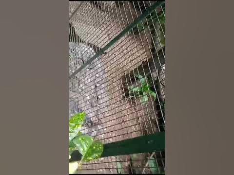 Sleeping Python - YouTube