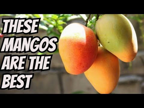 Our Favorite Mango Varieties - YouTube