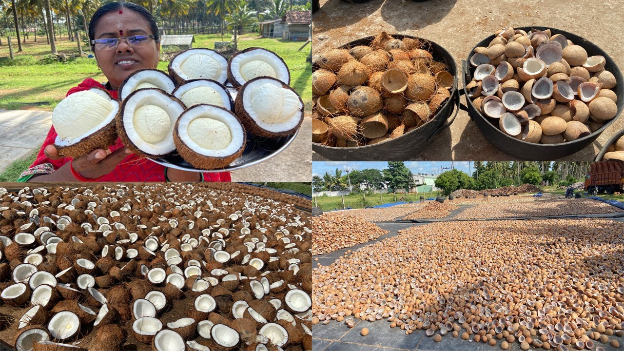 சுவையான தேங்காய் பூ எடுக்கும் முறை I Coconut Copra making process for ...