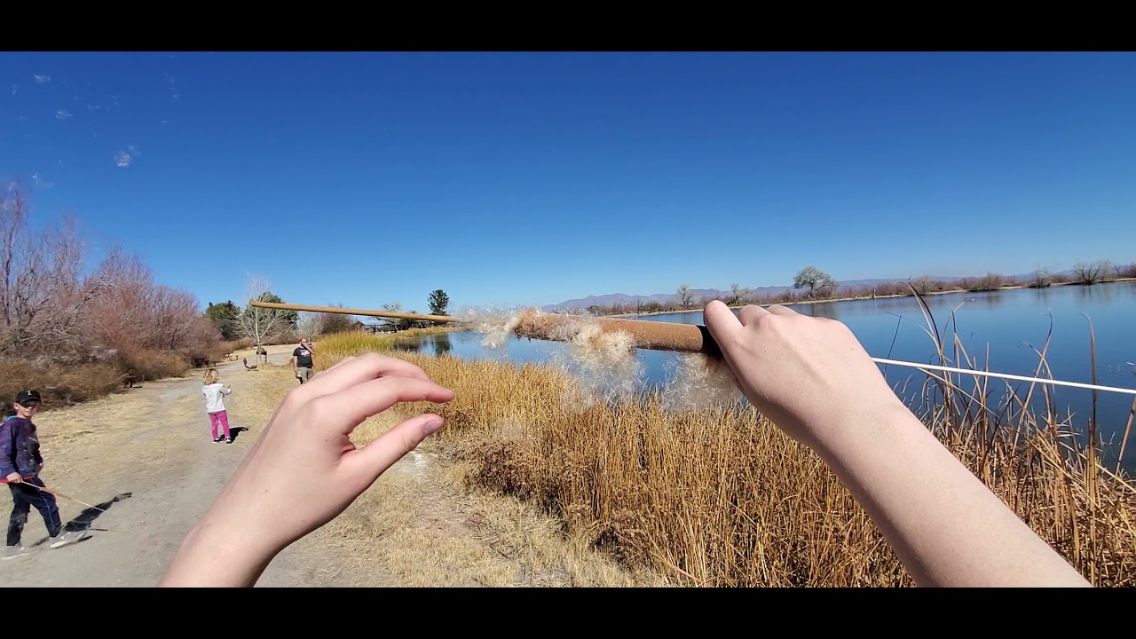 Satisfying Exploding Cattail - YouTube