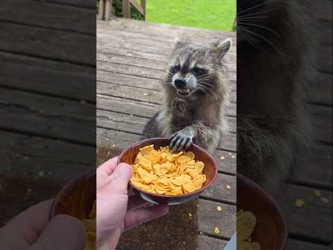 Do Raccoons Like Cornflakes?