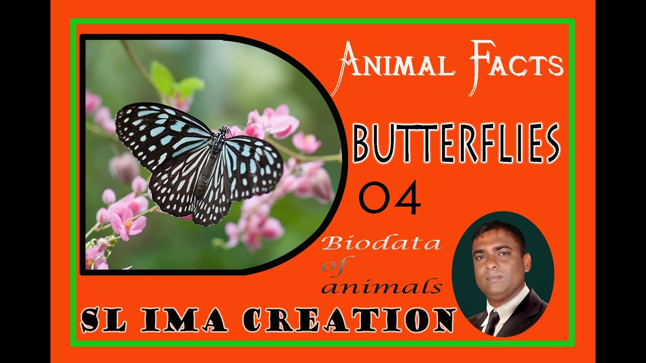Butterfly World - Enjoy the beauty of butterflies - SL IMA creation ...