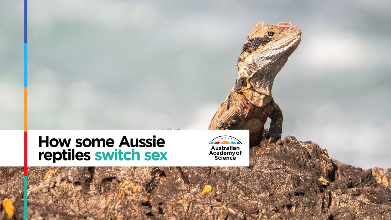 How some Aussie reptiles switch sex - YouTube
